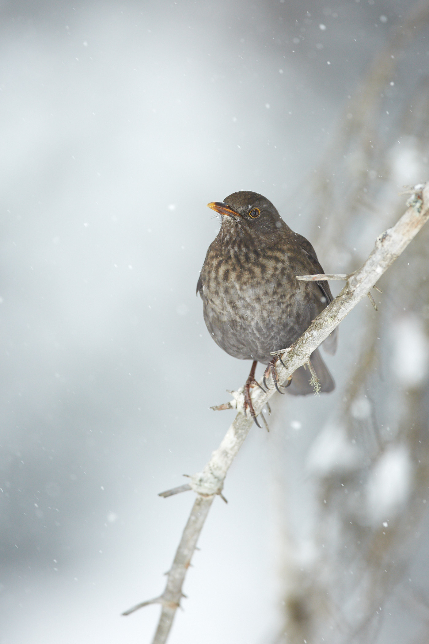 Drosseln - Naturfotografie Fabian Fopp