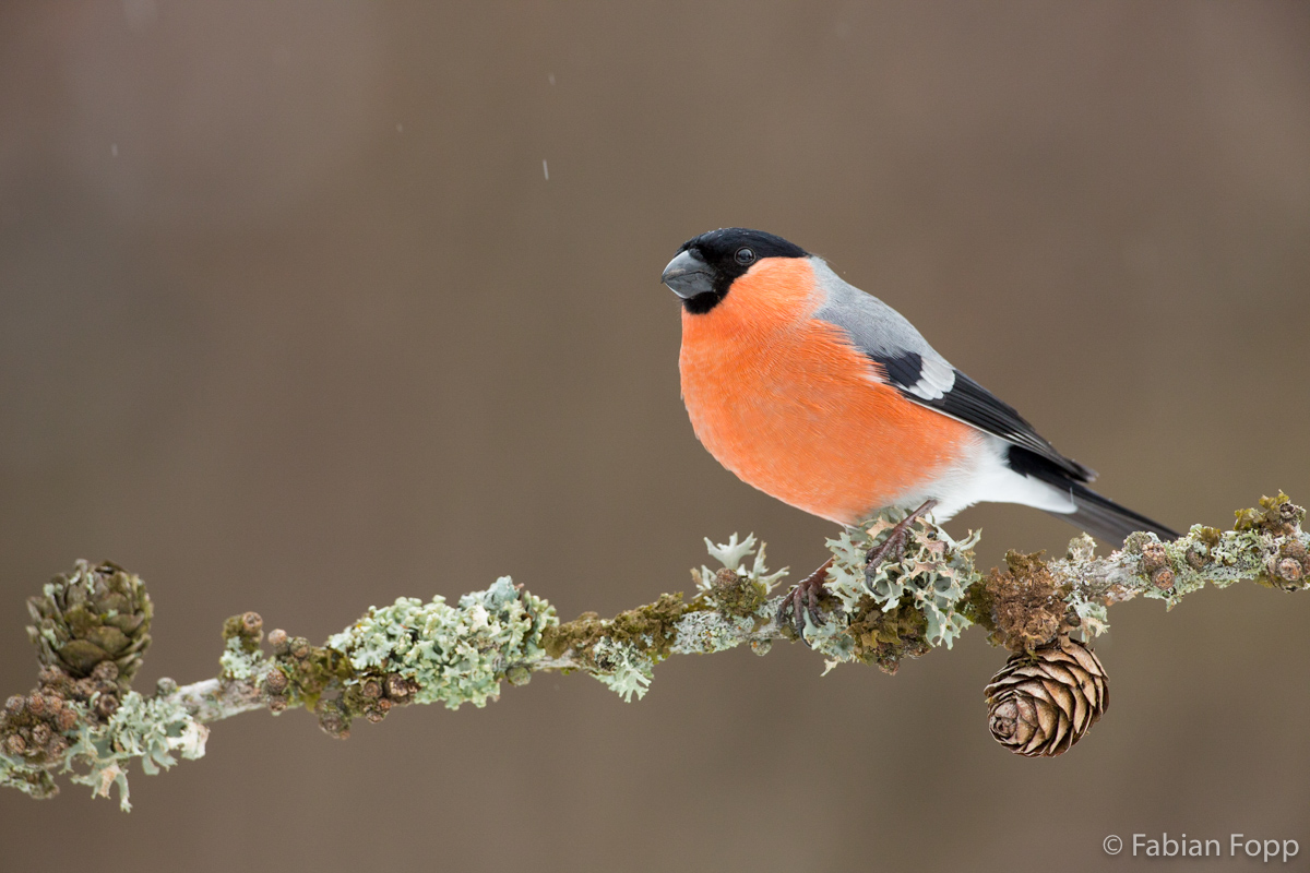 Finken - Naturfotografie Fabian Fopp