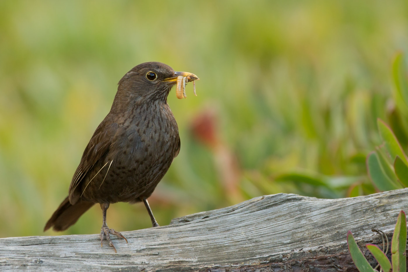 Drosseln - Naturfotografie Fabian Fopp