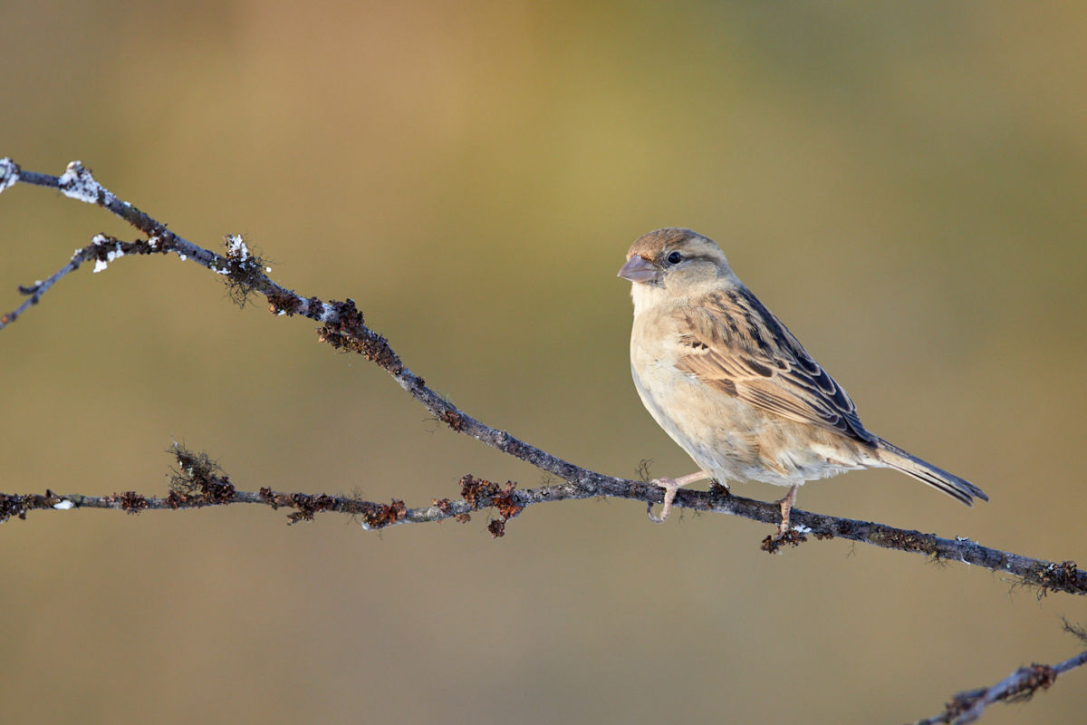 Sperlinge - Naturfotografie Fabian Fopp