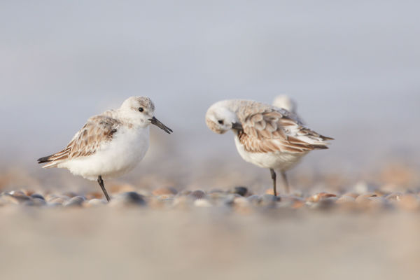 Schnepfenvögel - Naturfotografie Fabian Fopp